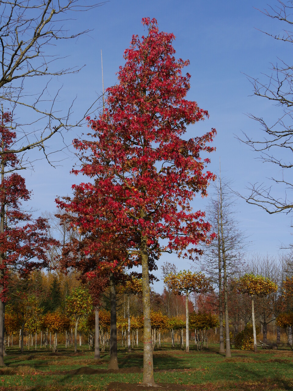 Liquidambar styraciflua 'Worplesdon' | Liquidambar styraciflua 'Worplesdon' - Van den Berk ...